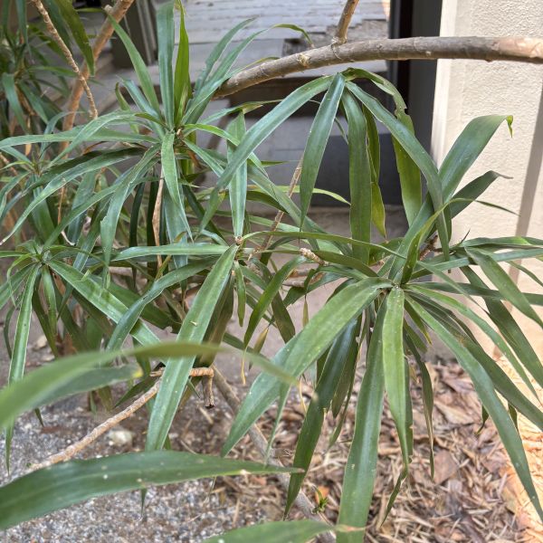 Dracaena angustifolia | Narrow-leaf dragon tree - Leafy garden plants