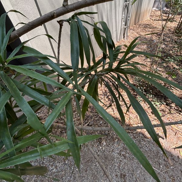 Dracaena angustifolia | Narrow-leaf dragon tree - Leafy garden plants