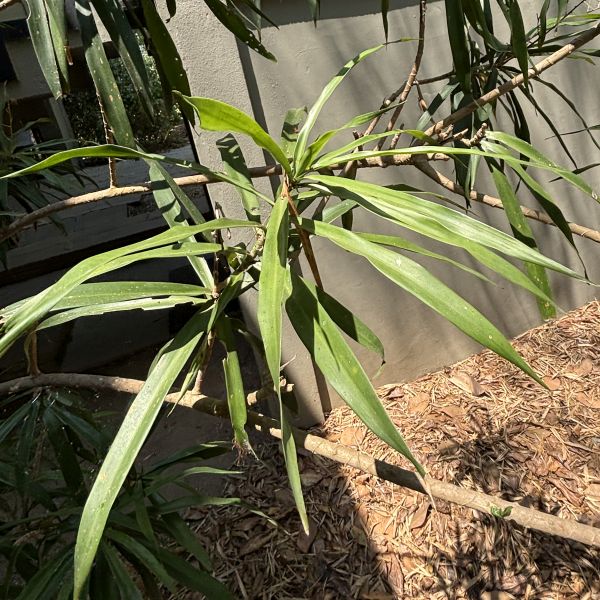 Dracaena angustifolia | Narrow-leaf dragon tree - Leafy garden plants