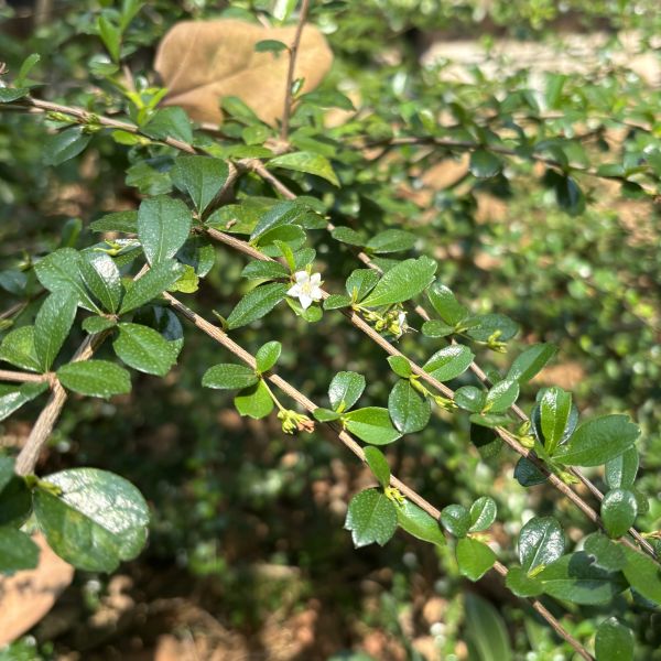 Ehretia microphylla | Fukien tea tree - Indian plants | Garden plants