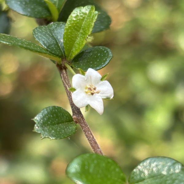 Ehretia microphylla | Fukien tea tree - Indian plants | Garden plants