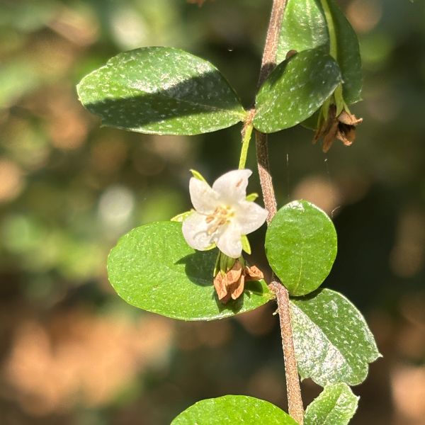 Ehretia microphylla | Fukien tea tree - Indian plants | Garden plants