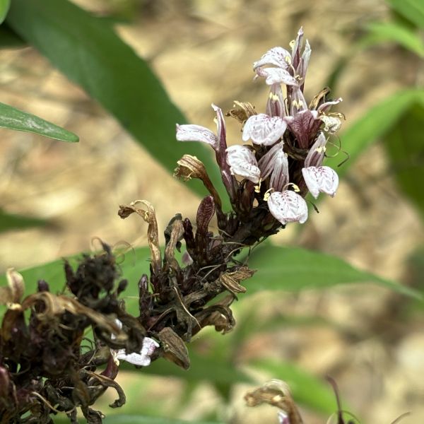 Justicia gendarussa | Willow-leaved Justicia - Medicinal Indian plants