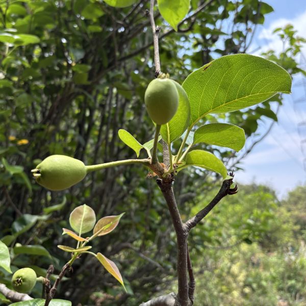 Pyrus communis | Pear - Indian fruit trees