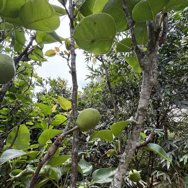 Pyrus communis | Pear - Indian fruit trees