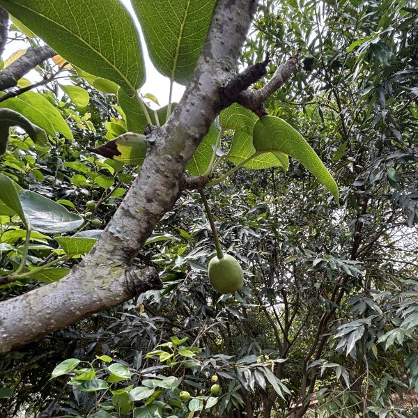 Pyrus communis | Pear - Indian fruit trees