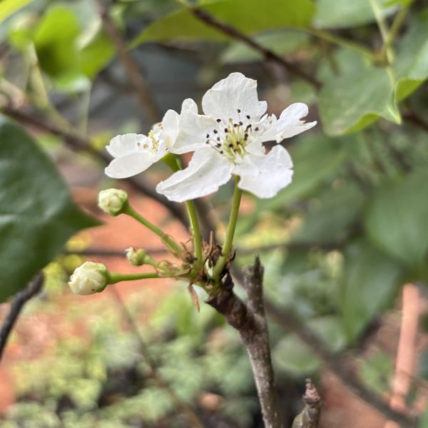 Pyrus communis | Pear - Indian fruit trees
