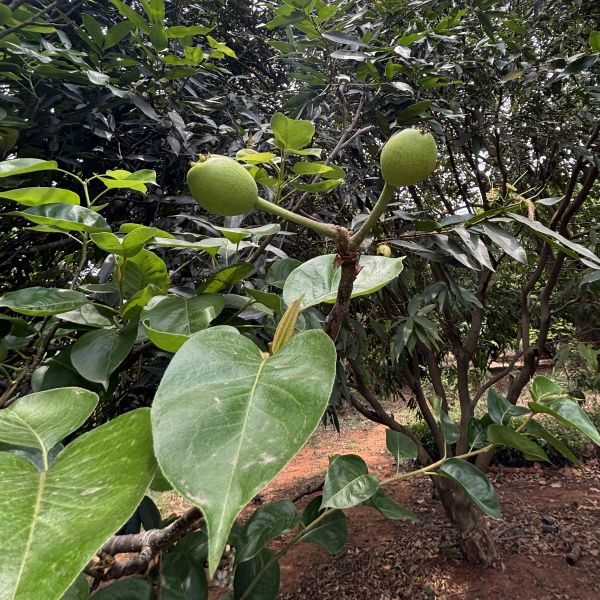 Pyrus communis | Pear - Indian fruit trees