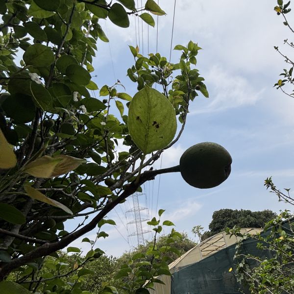 Pyrus communis | Pear - Indian fruit trees
