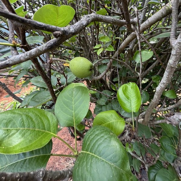 Pyrus communis | Pear - Indian fruit trees