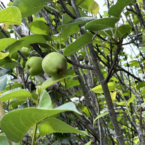 Pyrus communis | Pear - Indian fruit trees