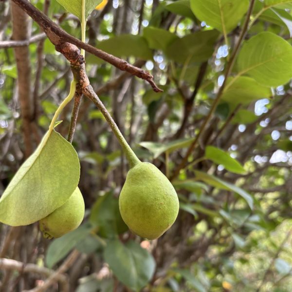 Pyrus communis | Pear - Indian fruit trees