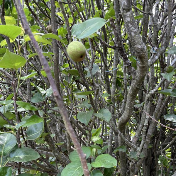Pyrus communis | Pear - Indian fruit trees