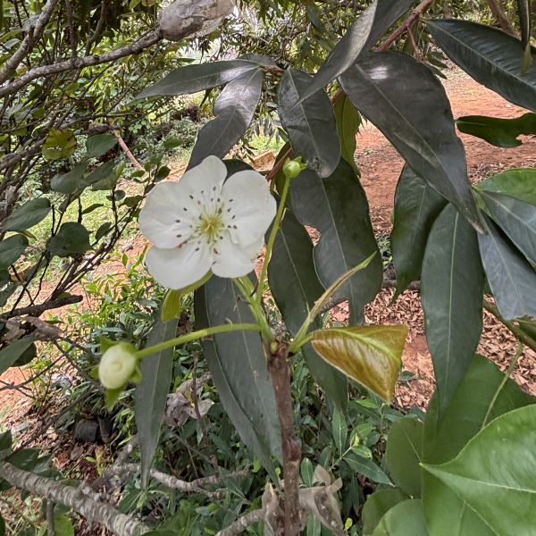 Pyrus communis | Pear - Indian fruit trees