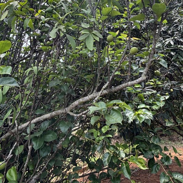 Pyrus communis | Pear - Indian fruit trees