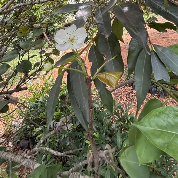 Pyrus communis | Pear - Indian fruit trees