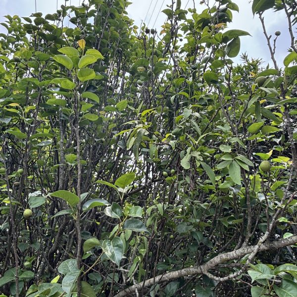 Pyrus communis | Pear - Indian fruit trees