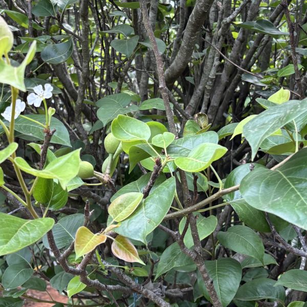 Pyrus communis | Pear - Indian fruit trees