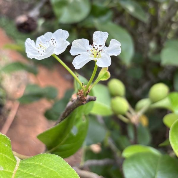 Pyrus communis | Pear - Indian fruit trees