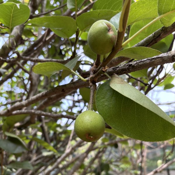 Pyrus communis | Pear - Indian fruit trees