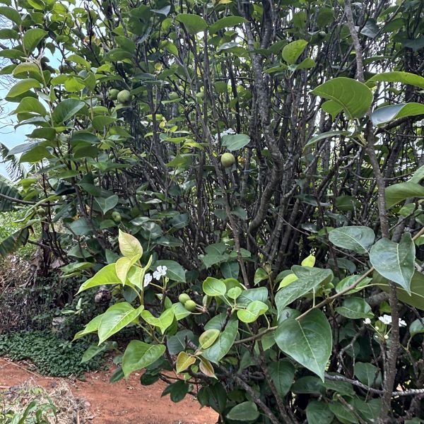 Pyrus communis | Pear - Indian fruit trees
