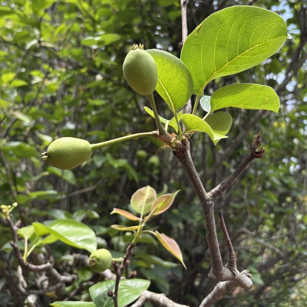 Pyrus communis | Pear - Indian fruit trees