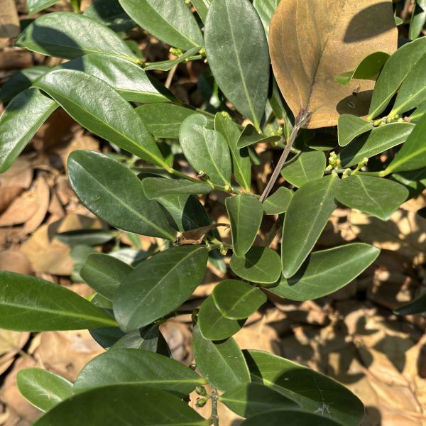 Suregada multiflora | False Lime Tree - Indian trees