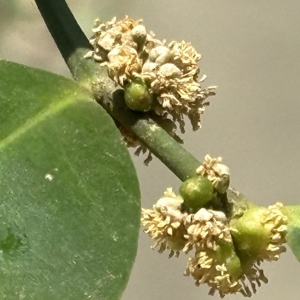 Suregada multiflora | False Lime Tree - Indian trees