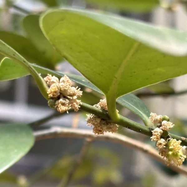 Suregada multiflora | False Lime Tree - Indian trees