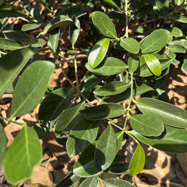 Suregada multiflora | False Lime Tree - Indian trees