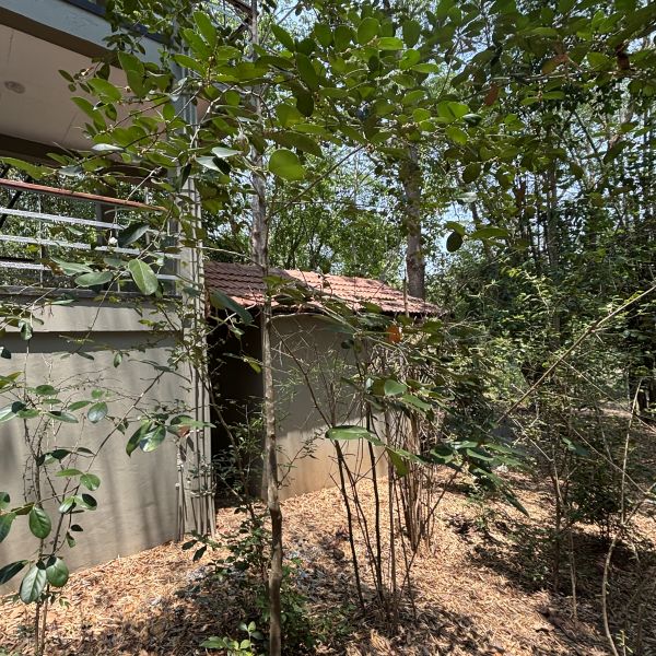 Suregada multiflora | False Lime Tree - Indian trees