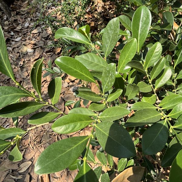 Suregada multiflora | False Lime Tree - Indian trees