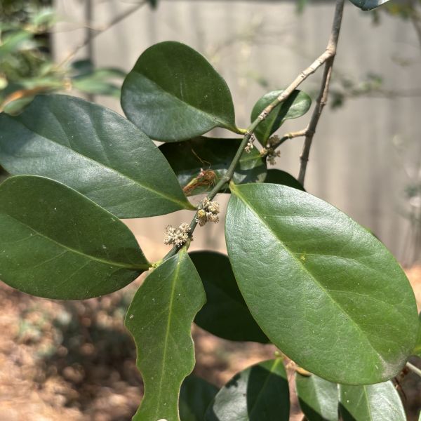 Suregada multiflora | False Lime Tree - Indian trees