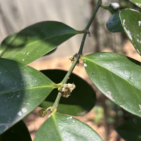 Suregada multiflora | False Lime Tree - Indian trees