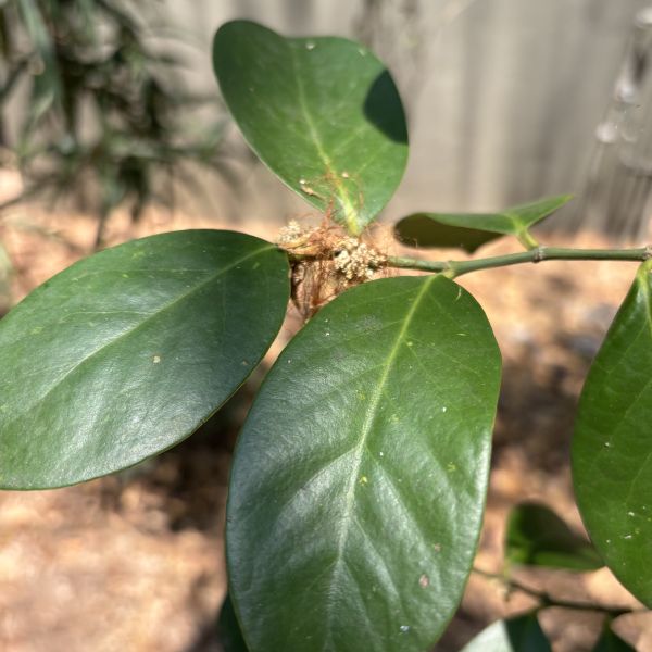 Suregada multiflora | False Lime Tree - Indian trees