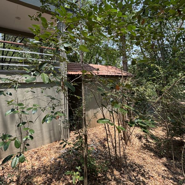 Suregada multiflora | False Lime Tree - Indian trees