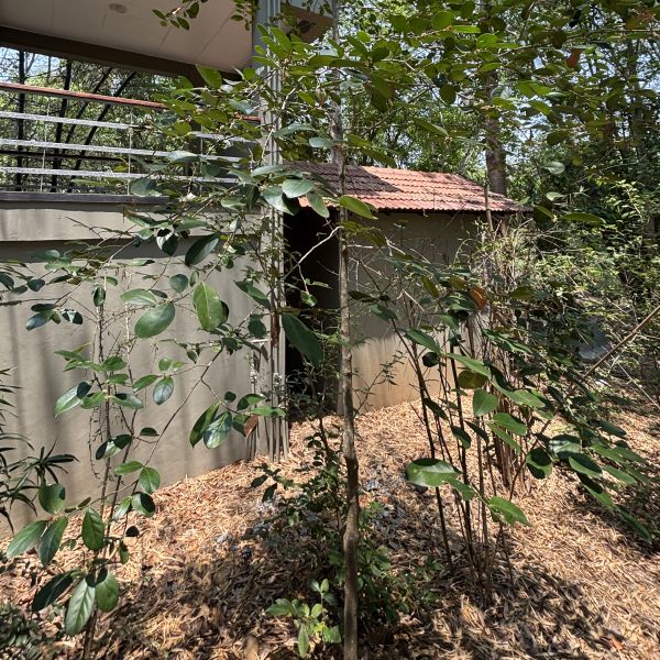 Suregada multiflora | False Lime Tree - Indian trees