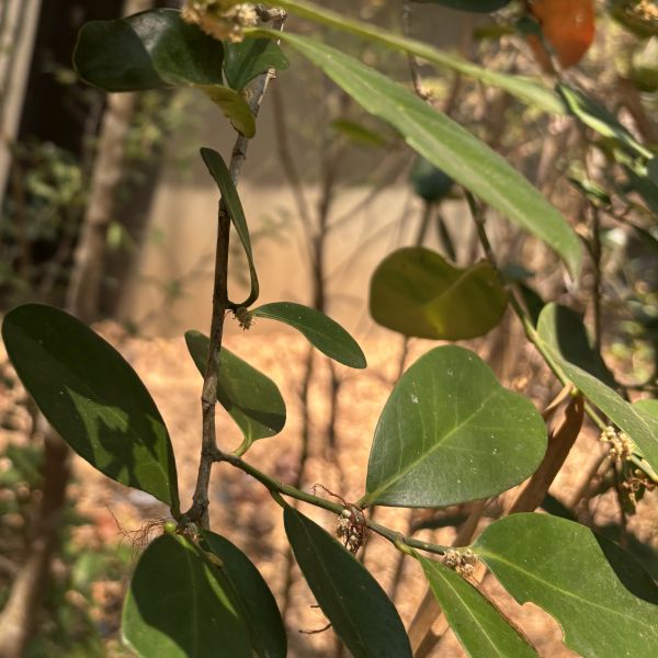 Suregada multiflora | False Lime Tree - Indian trees