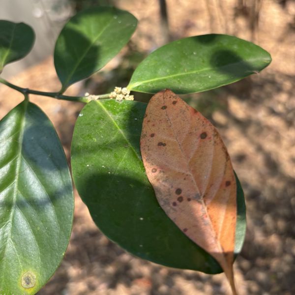 Suregada multiflora | False Lime Tree - Indian trees