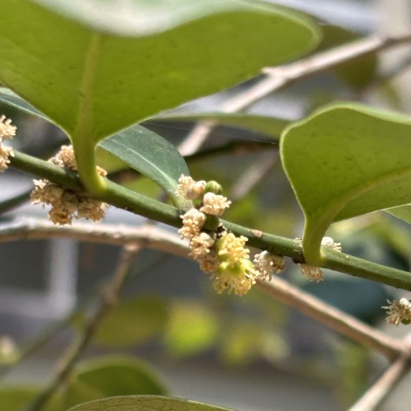 Suregada multiflora | False Lime Tree - Indian trees