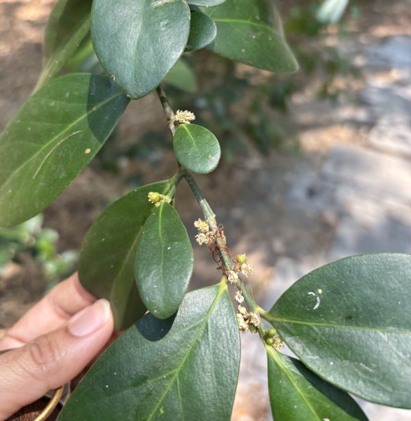 Suregada multiflora | False Lime Tree - Indian trees
