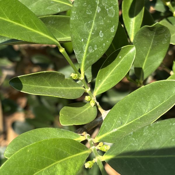 Suregada multiflora | False Lime Tree - Indian trees