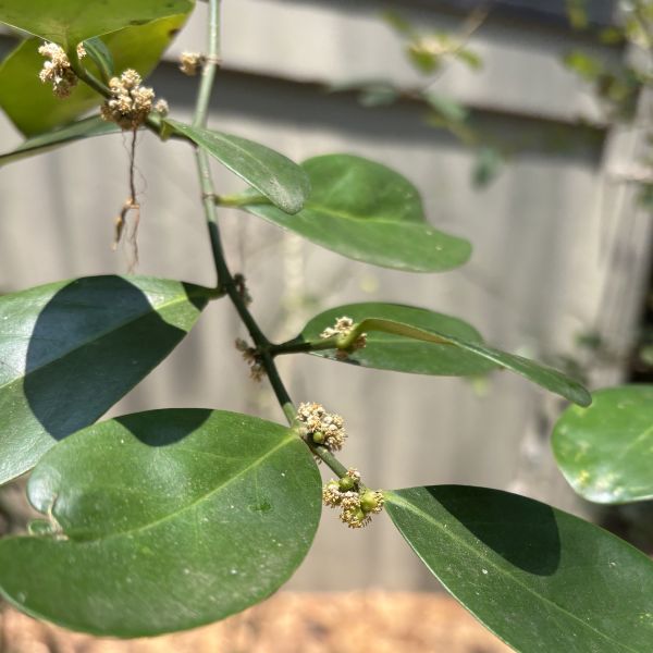 Suregada multiflora | False Lime Tree - Indian trees