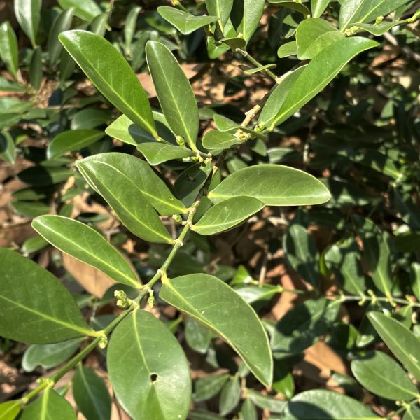 Suregada multiflora | False Lime Tree - Indian trees