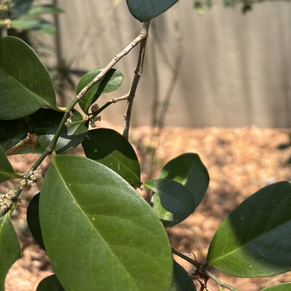 Suregada multiflora | False Lime Tree - Indian trees