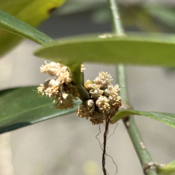 Suregada multiflora | False Lime Tree - Indian trees