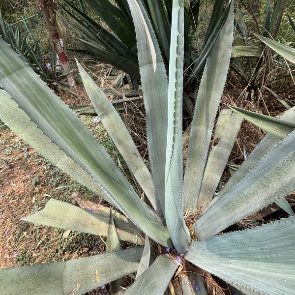 Agave americana | Century plant - Indian Garden Plants