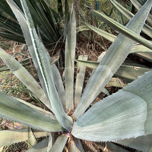 Agave americana | Century plant - Indian Garden Plants