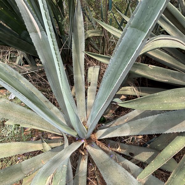 Agave americana | Century plant - Indian Garden Plants