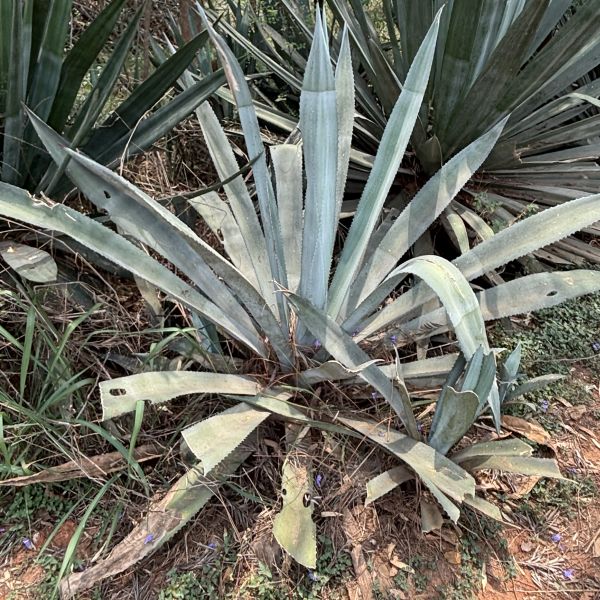 Agave americana | Century plant - Indian Garden Plants